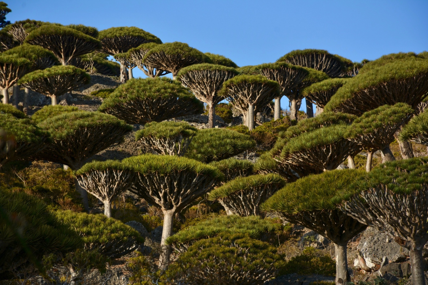Protection of the Dragon Blood Tree – Socotra Dragon Blood Tree Association