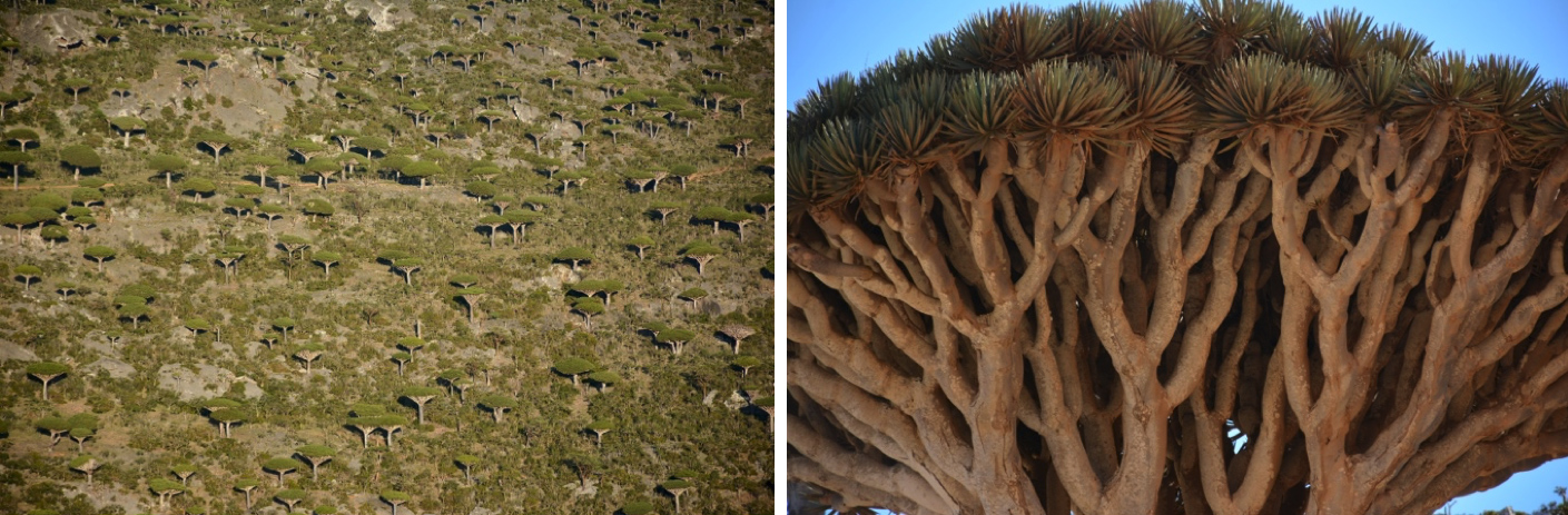 Protection of the Dragon Blood Tree – Socotra Dragon Blood Tree Association